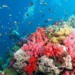 Bamboo/Yawasam/4Island Snorkeling Trip By Luxury Speed Boat - What Does the Experience Really Mean for You?