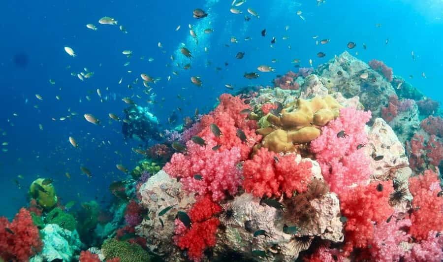 Bamboo/Yawasam/4Island Snorkeling Trip By Luxury Speed Boat - What Does the Experience Really Mean for You?