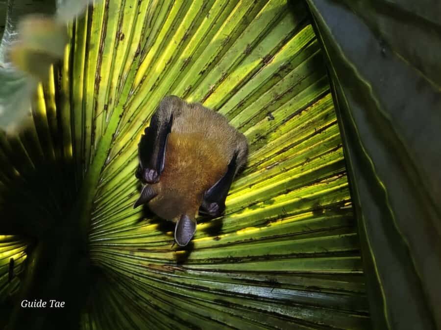 Ban Khao Sok: Rafting, Cooking, & Night Jungle Trek Tour - What Travelers Say