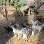 Bandipur: First hand rural cultural experience at homestay - Who Will Love This Tour?