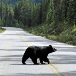 Banff: 4-Hour Evening Wildlife Viewing & Sunset Experience - Key Points
