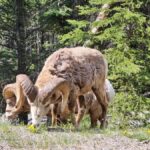 Banff Canmore: Bear Country Wildlife Focused Guided Hikes - The Value and Practicalities