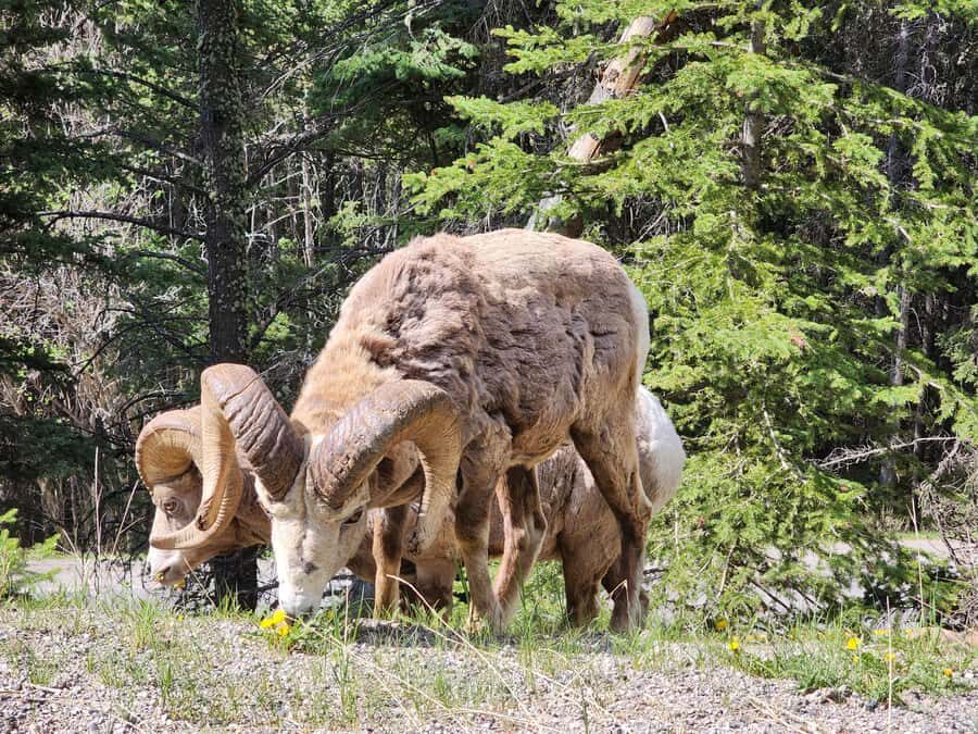 Banff Canmore: Bear Country Wildlife Focused Guided Hikes - The Value and Practicalities