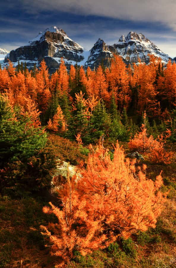 Banff/Canmore: Larch Valley & Moraine Lake shuttle RoundTrip - Who Is This Tour Best For?