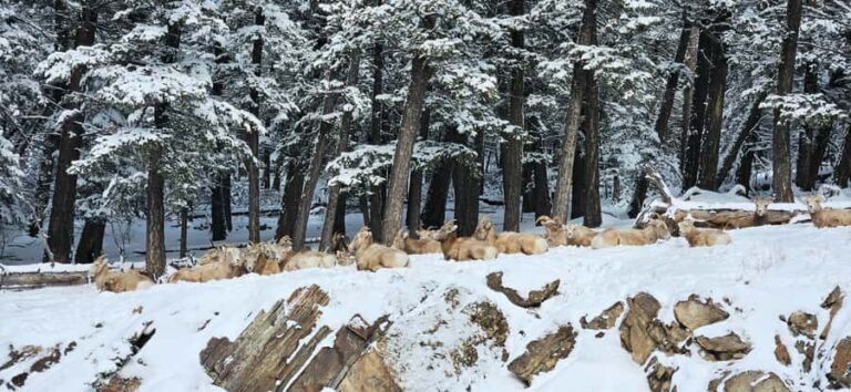 Banff: Chickadee Valley Snowshoe & Marble Canyon Walk - Exploring Marble Canyons Surreal Winter Scene