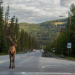 Banff: Private Premium Wildlife Viewing & Sunset Experience - What to Expect: A Balanced View