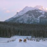 Banff Winter Walk: Including Ice Cleats + Transportation 2.5hrs - Who Will Get the Most Out of This Tour?