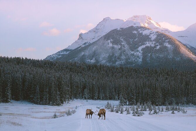 Banff Winter Walk: Including Ice Cleats + Transportation 2.5hrs - Who Will Get the Most Out of This Tour?