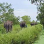 Bangkok: Elephant Sanctuary Guided Tour with Hotel Transfers - What to Expect: A Day of Respectful Elephant Encounters