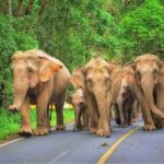 Bangkok: Khao Yai National Park with Horseback Ride Day Trip - Analyzing the Experience: What Works Well