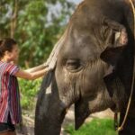 Bangkok: Pattaya Elephant Jungle Sanctuary Half-Day Tour - A Closer Look at the Itinerary