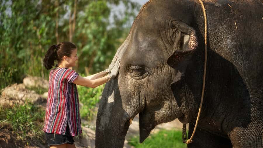 Bangkok: Pattaya Elephant Jungle Sanctuary Half-Day Tour - A Closer Look at the Itinerary