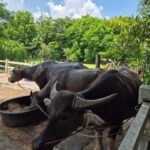 Bangkok to DuBua Café & Amphawa Private Day Trip - Evaluating the Value and Practicalities