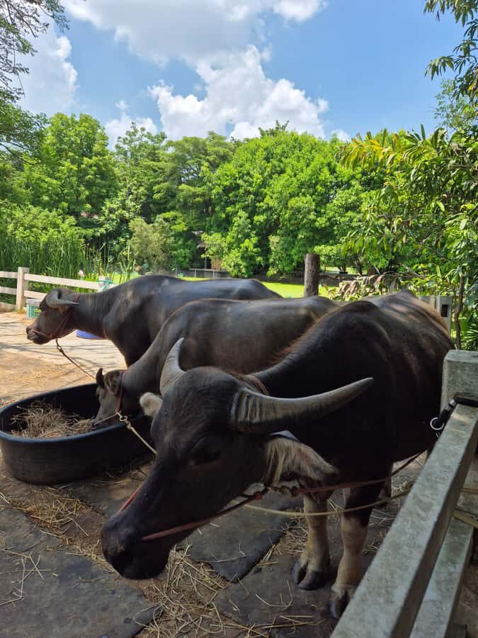 Bangkok to DuBua Café & Amphawa Private Day Trip - Evaluating the Value and Practicalities