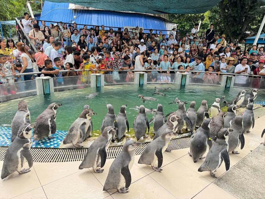 Bangkok to Moo Deng: Private Transfer To Khao Kheow Zoo - Who Will Love This Tour?