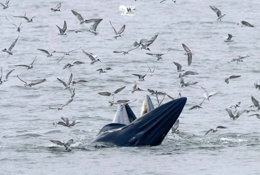 Bangkok: Whale Watching Experience with Breakfast and Lunch - What to Expect During the Trip