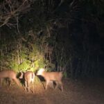 Bangkok:Khao Yai Waterfalls,Deer Spotting & Jungle Walks PVT - What We Love About This Tour