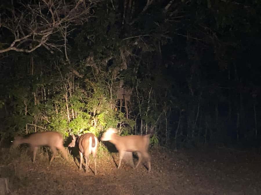 Bangkok:Khao Yai Waterfalls,Deer Spotting & Jungle Walks PVT - What We Love About This Tour