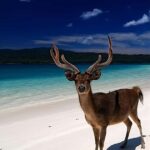 Banyuwangi: Deer and Tabuhan Island Snorkeling 12 Hours Trip - What to Expect on This 12-Hour Adventure