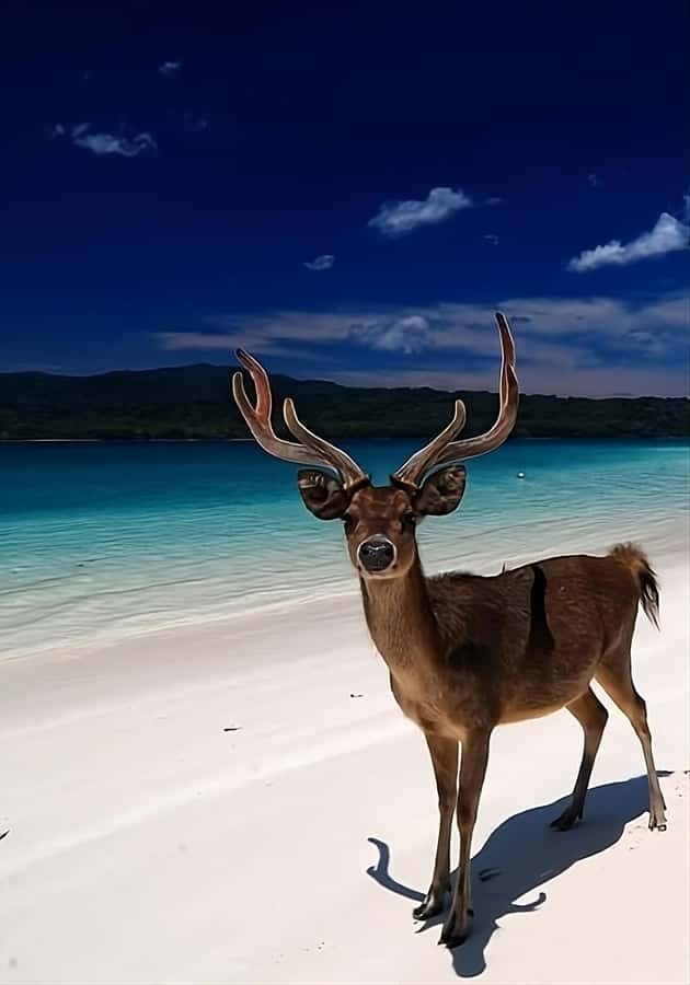 Banyuwangi: Deer and Tabuhan Island Snorkeling 12 Hours Trip - What to Expect on This 12-Hour Adventure
