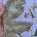 Banyuwangi: Eco Print Workshop with Local Artisan - The Value of All Materials and Guidance