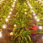 Banyuwangi: Island Hopping, Sunset, & Dragon Fruit Tour - Who Will Love This Tour?