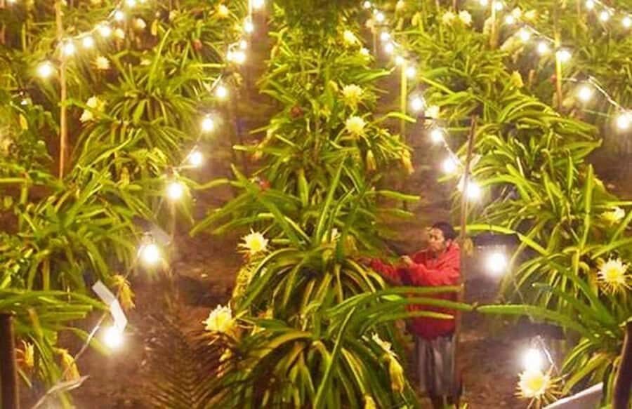 Banyuwangi: Island Hopping, Sunset, & Dragon Fruit Tour - Who Will Love This Tour?