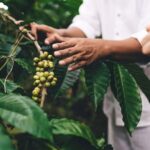 Banyuwangi: Kalibaru Train Adventure & Cultural Tour - An Authentic Journey into Banyuwangi’s Heart