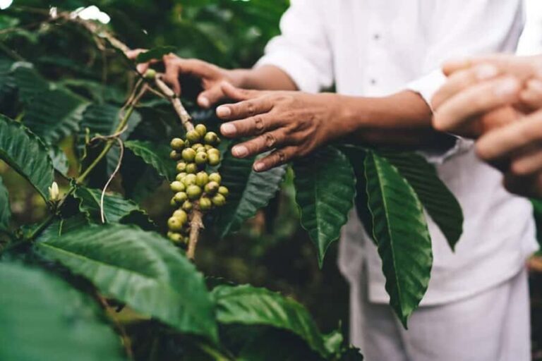 Banyuwangi: Kalibaru Train Adventure & Cultural Tour - An Authentic Journey into Banyuwangi’s Heart