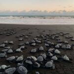 Banyuwangi: Sukamade and Green Bay 2-Day Tour - How to Value This Tour