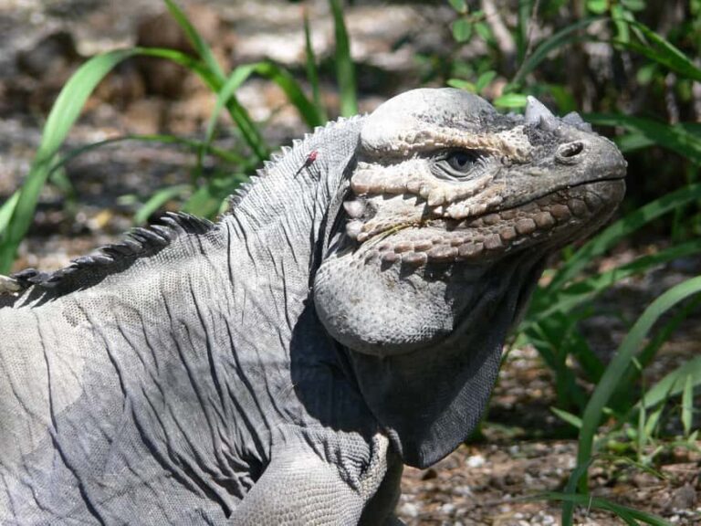 Barahona: Lake Enriquillo Discovery Tour - Who Will Love This Tour?