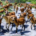 Barbados: Bird Watching Experience - The Value of Well-Chosen Stops