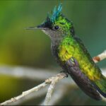 Barbados Bird Watching Experience (Transport Included) - Comfort, Logistics, and Value