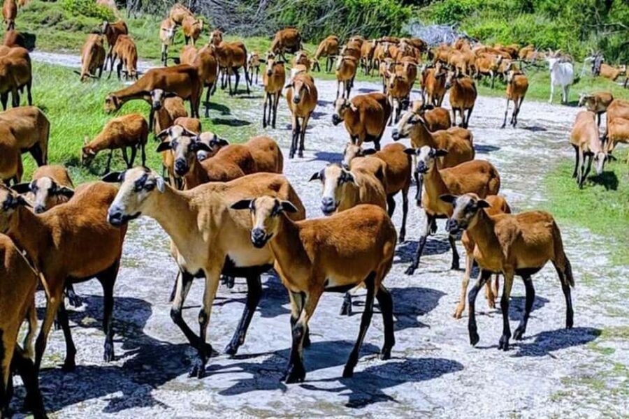 Barbados: Bird Watching Experience - The Value of Well-Chosen Stops