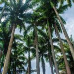 Barbados Botanical Tour - Who Will Love This Tour?