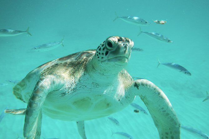 Barbados Harrison's Cave Tram Tour and Boat Cruise Snorkel Adventure - Authentic Feedback from Visitors