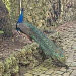 Barbados Private Scenic Tour: With Monkey Feeding Experience - Practical Details and What They Mean for You