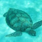 Barbados Snorkeling and Sailing Adventure for Small Groups - The Value of This Experience