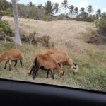 Barbados "Sweet Deal" Scenic Tour - A Closer Look at the Itinerary and Experience