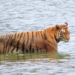 Bardia National Park: 3-Night Nepal's Tiger Tour - What to Expect Day-by-Day