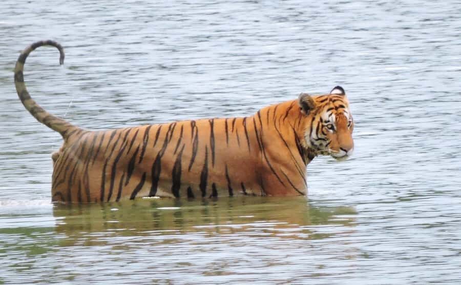 Bardia National Park: 3-Night Nepal's Tiger Tour - What to Expect Day-by-Day