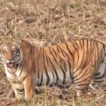 Bardia Tiger Tracking Tour 5 Nights 6 Days Full Package - Why the Tour Excels