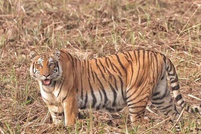 Bardia Tiger Tracking Tour 5 Nights 6 Days Full Package - Why the Tour Excels