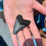 Barrier Island Drop Off Fossil Hunting Excursion - Why This Tour Stands Out