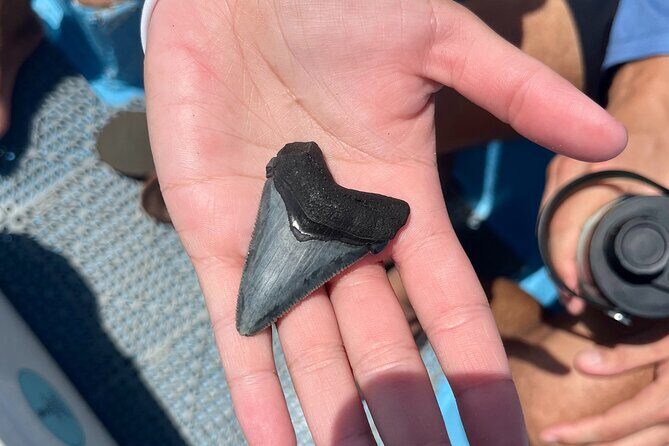 Barrier Island Drop Off Fossil Hunting Excursion - Why This Tour Stands Out