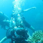 Basic Fun Dive at Menjangan Island - What to Expect from the Tour