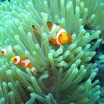 Basic Fun Dive At Menjangan Island - What’s Included and What’s Extra?