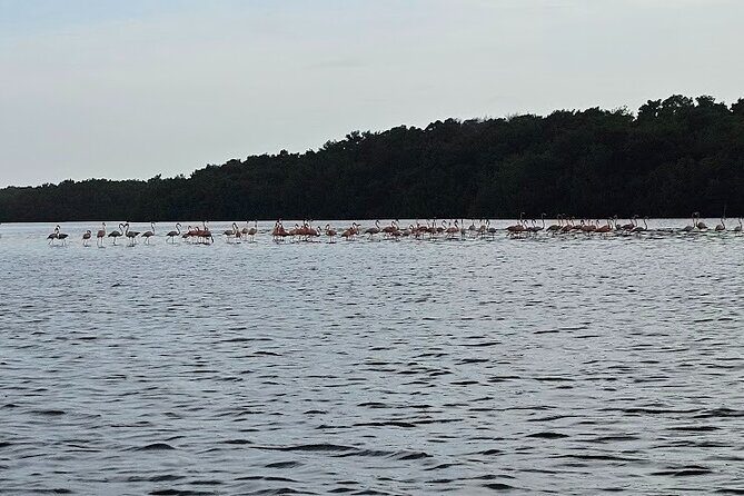 Basking in Nature during a Caroni Bird Sancturary Tour - Value and Practicalities