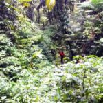 Basseterre Rainforest Hike - A Closer Look at the Tour Experience