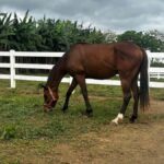 Batangas: Countryside Private Horseback Ride with Cafe Stop - Scenic Trails and Photo Moments